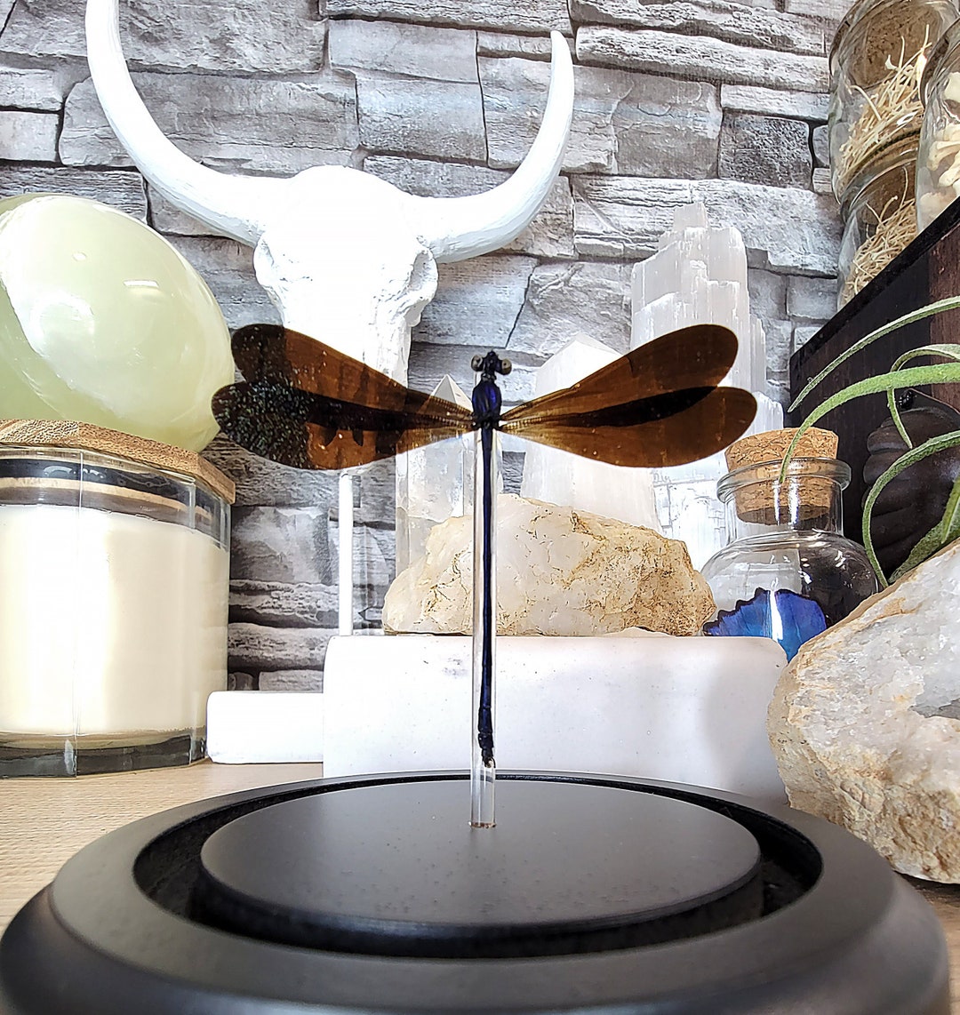 Real Beetle Damselfly Glass Dome Cloche Display, Vestalis Luctuosa, Purple Speckled Dragonfly ...
