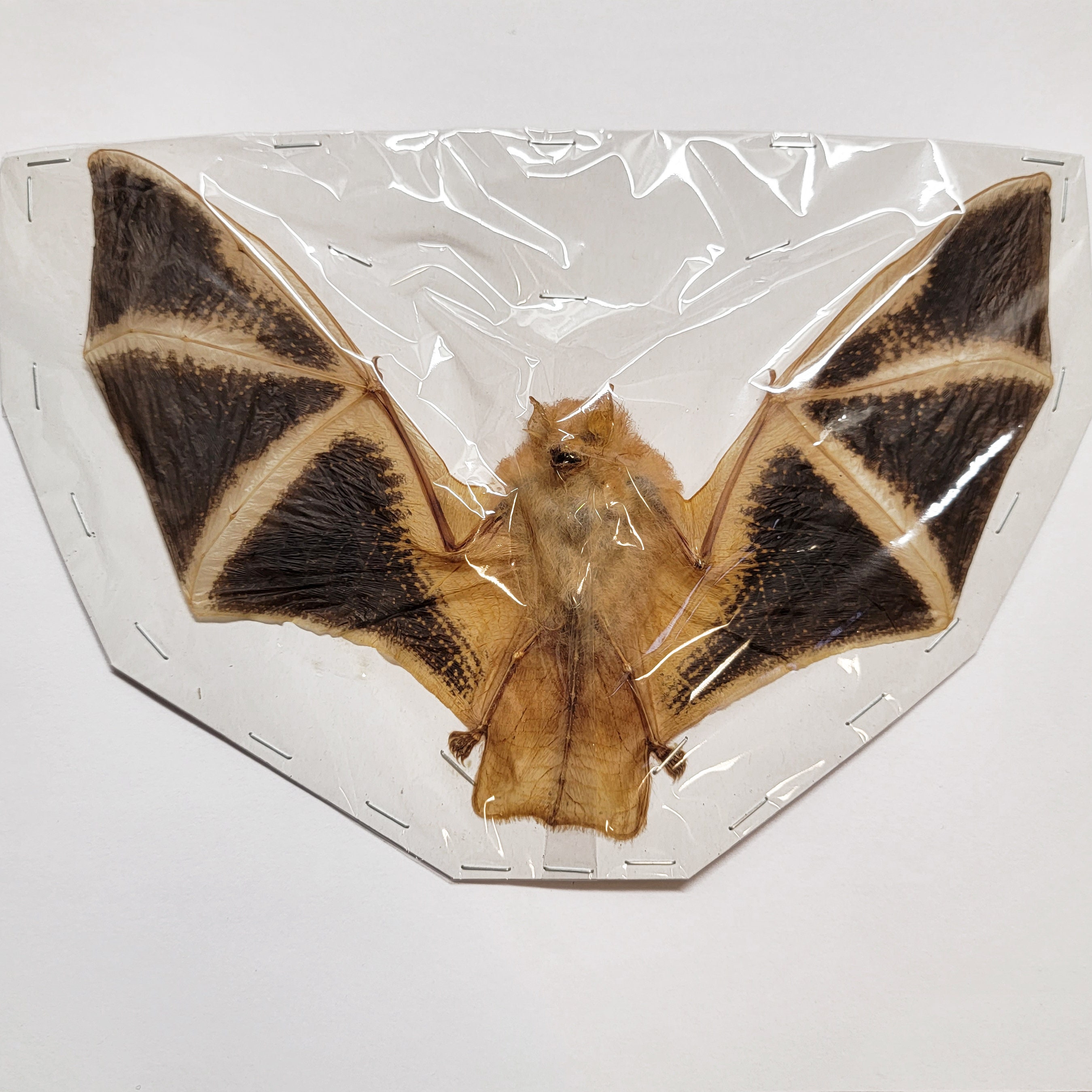 ONE Real Spread Bat Kerivoula Picta Painted Wooly Bat Taxidermy Natural ...