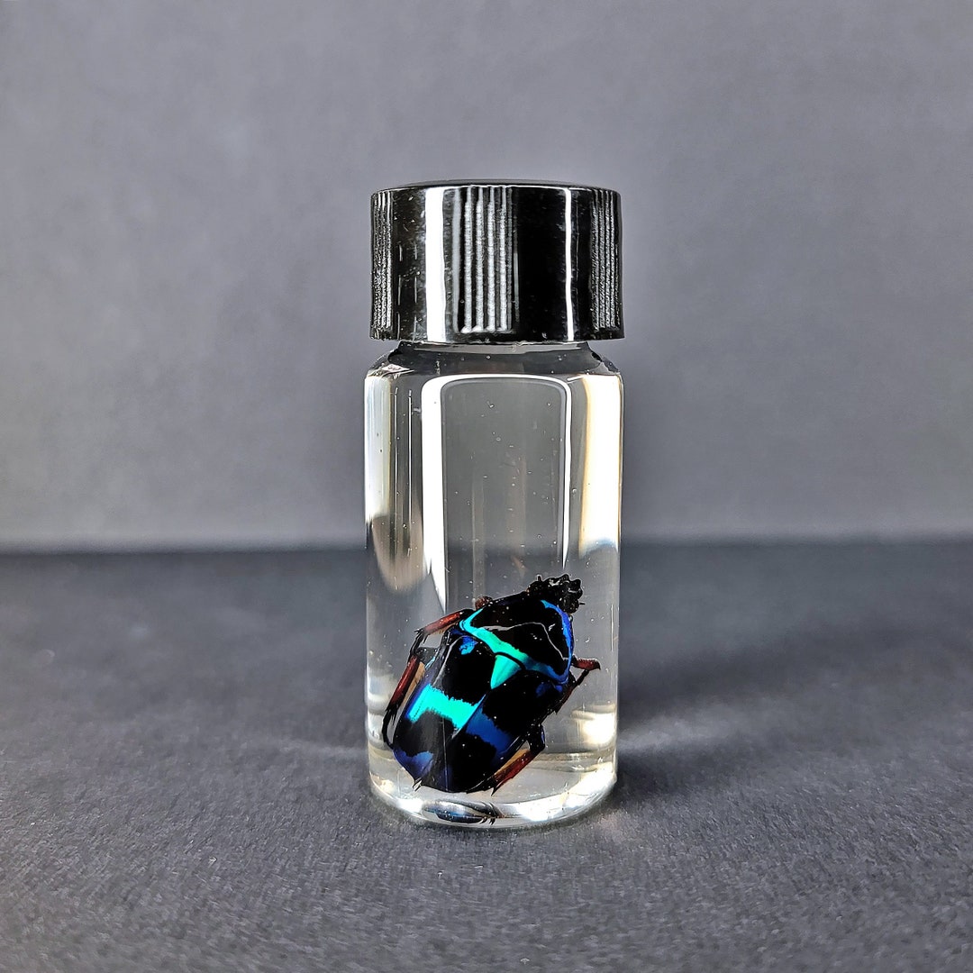 Real Beetle Wet Specimen Vial, Heterorrhina Macleayi, Flower Beetle ...