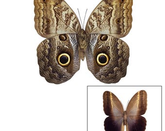 ONE Unmounted Papilio Antenor CLOSED WINGS Madagascar Giant Swallowtail ...