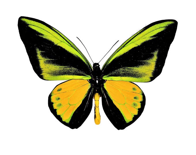 ONE Real Unmounted Male Ornithoptera Goliath Samson CLOSED WINGS ...