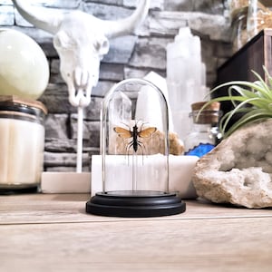 Real Wasp Glass Dome Cloche Display, Hymenoptera Species, Taxidermy A1 ...