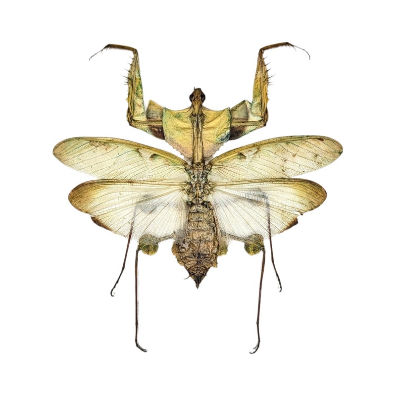 Praying Mantis - Etsy