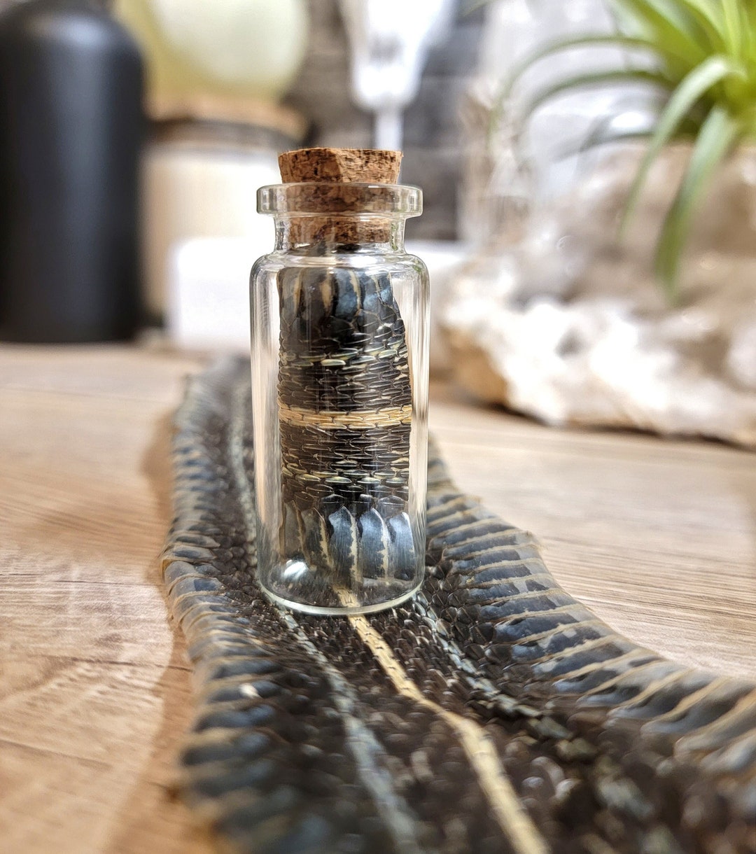 ONE Vial Real Garter Snake Skin / Natural History / Gift / Cabinet of ...