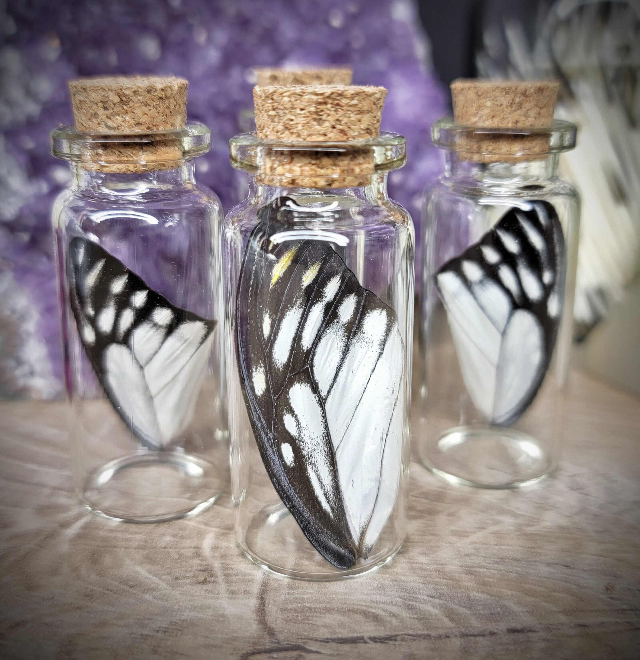 One Mini Vial Spotted Sawtooth Butterfly Wing / Prioneris | Etsy