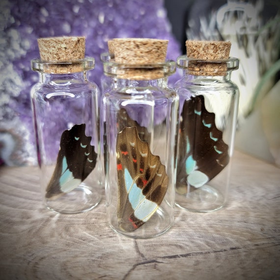 One Mini Vial Common Bluebottle Butterfly Wing / Graphium | Etsy