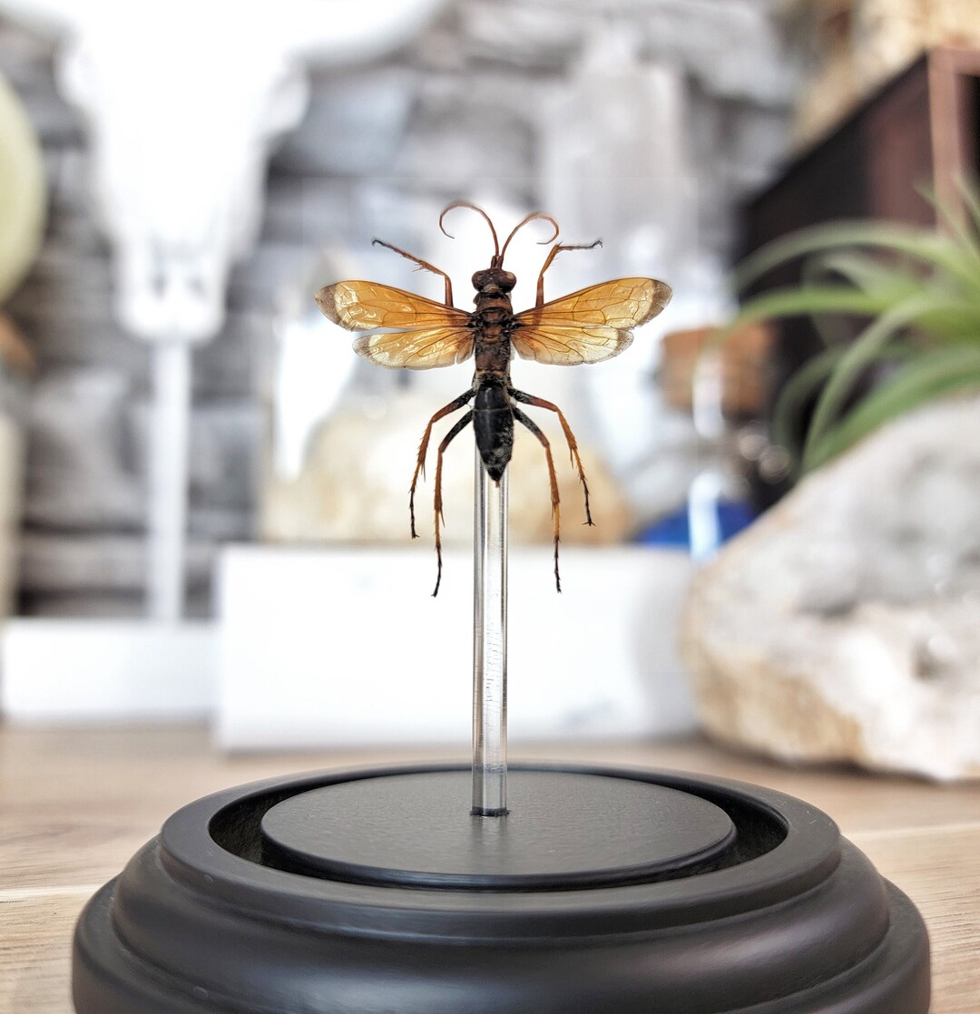 Real Wasp Glass Dome Cloche Display, Hymenoptera Species, Taxidermy A1 ...