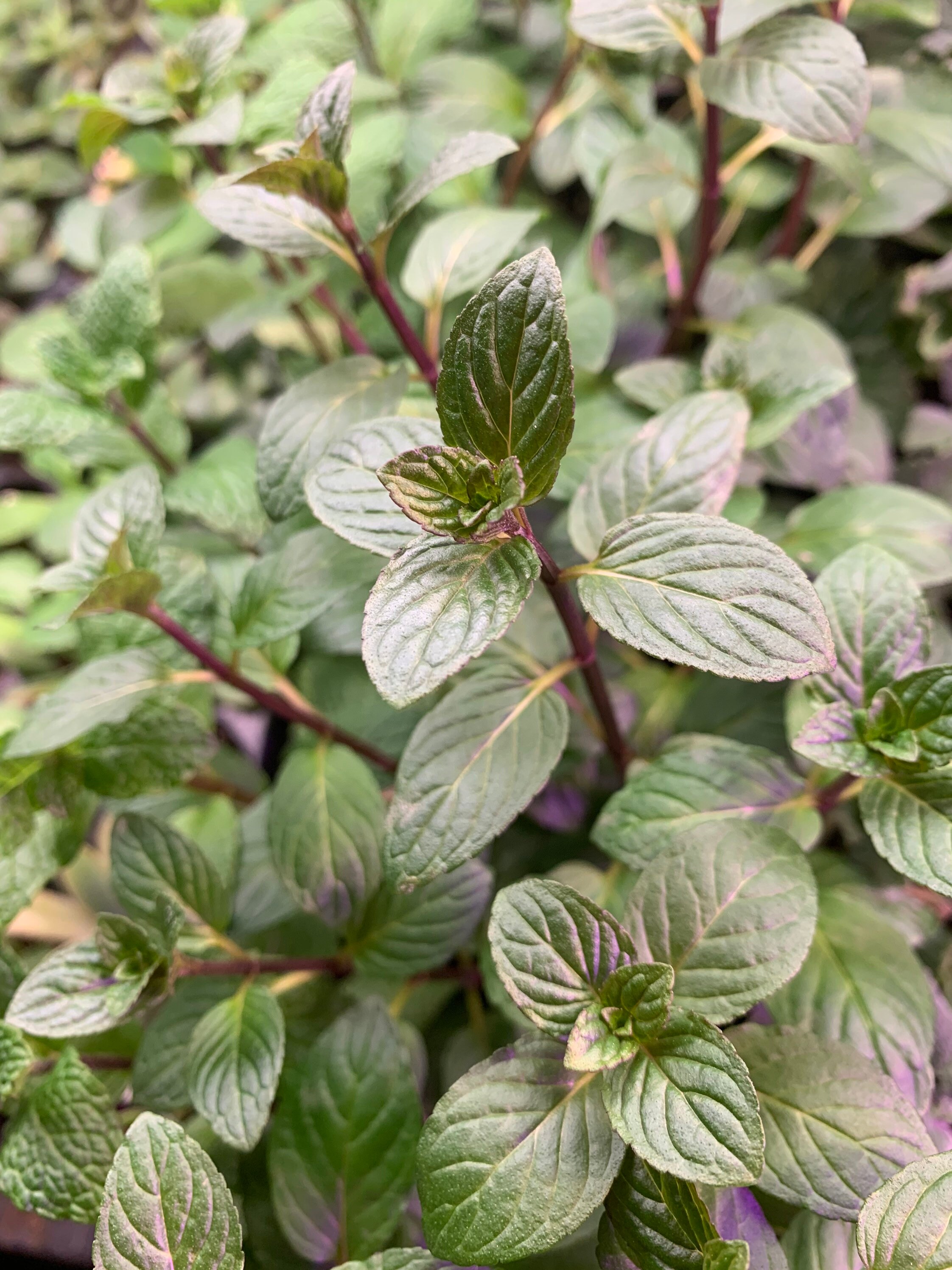 2 Chocolate Mint Starter Plants - Etsy