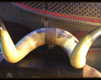 Mounted bull horns | Etsy