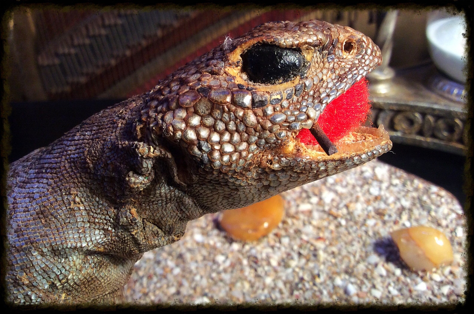 Uromastyx Spiny-tailed Lizard. Mounted Oddity. - Etsy