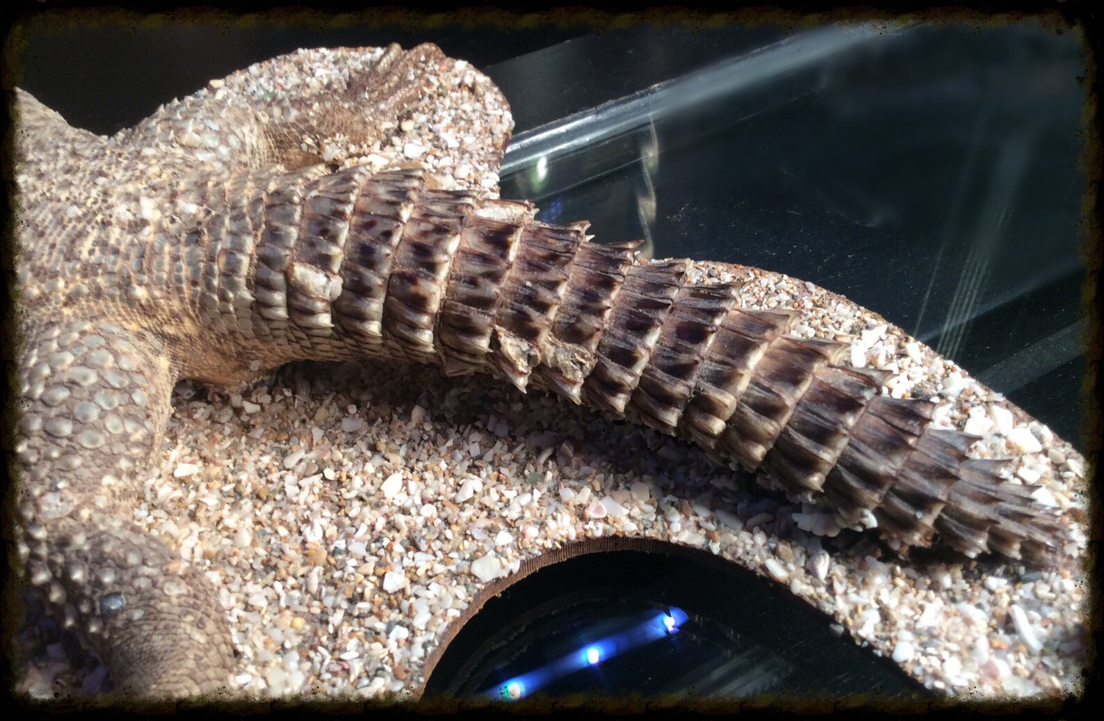 Uromastyx Spiny-tailed Lizard. Mounted Oddity. - Etsy