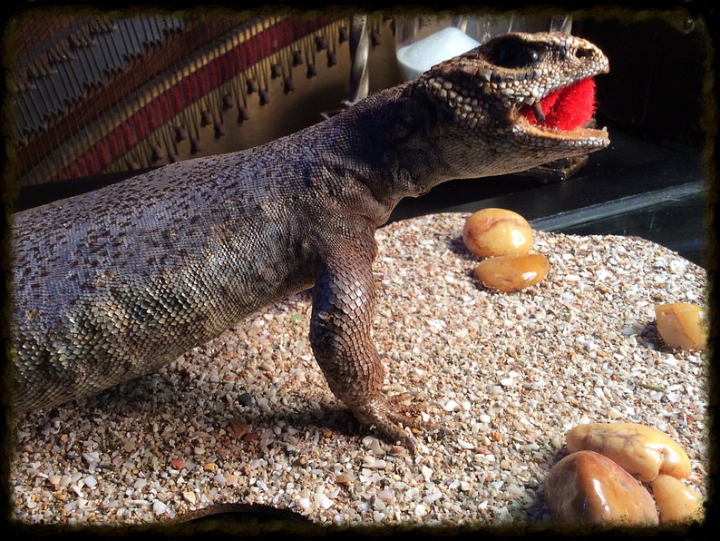 Uromastyx Spiny-tailed Lizard. Mounted Oddity. - Etsy