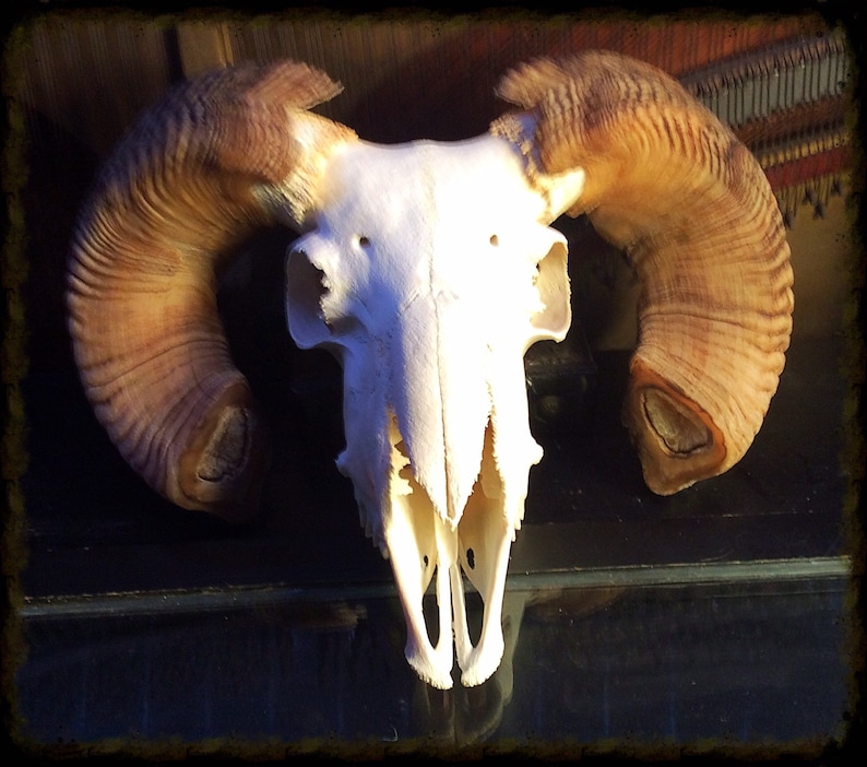 Real Ram Skull. Educational Display. Ram skull Specimen. | Etsy