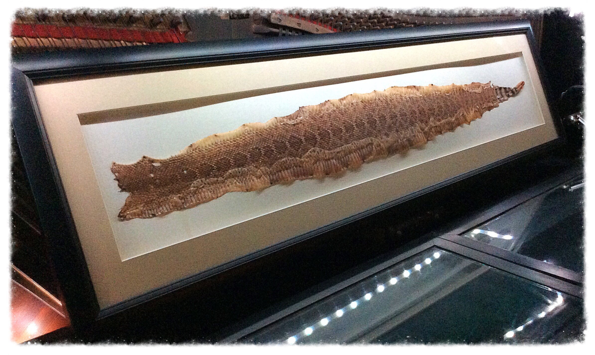 Framed Rattlesnake Skin. Real Preserved Snakeskin. Unique | Etsy