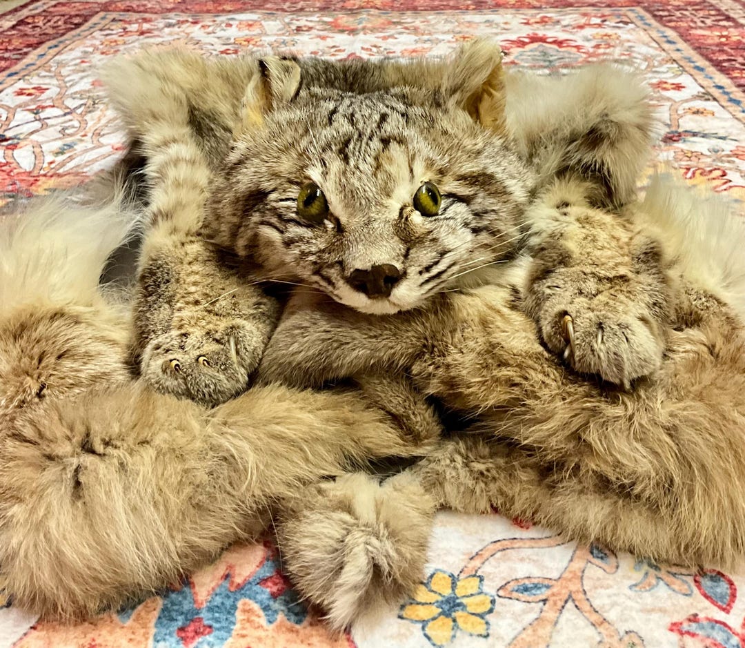 Bobcat Pelt, Taxidermy Rug. - Etsy
