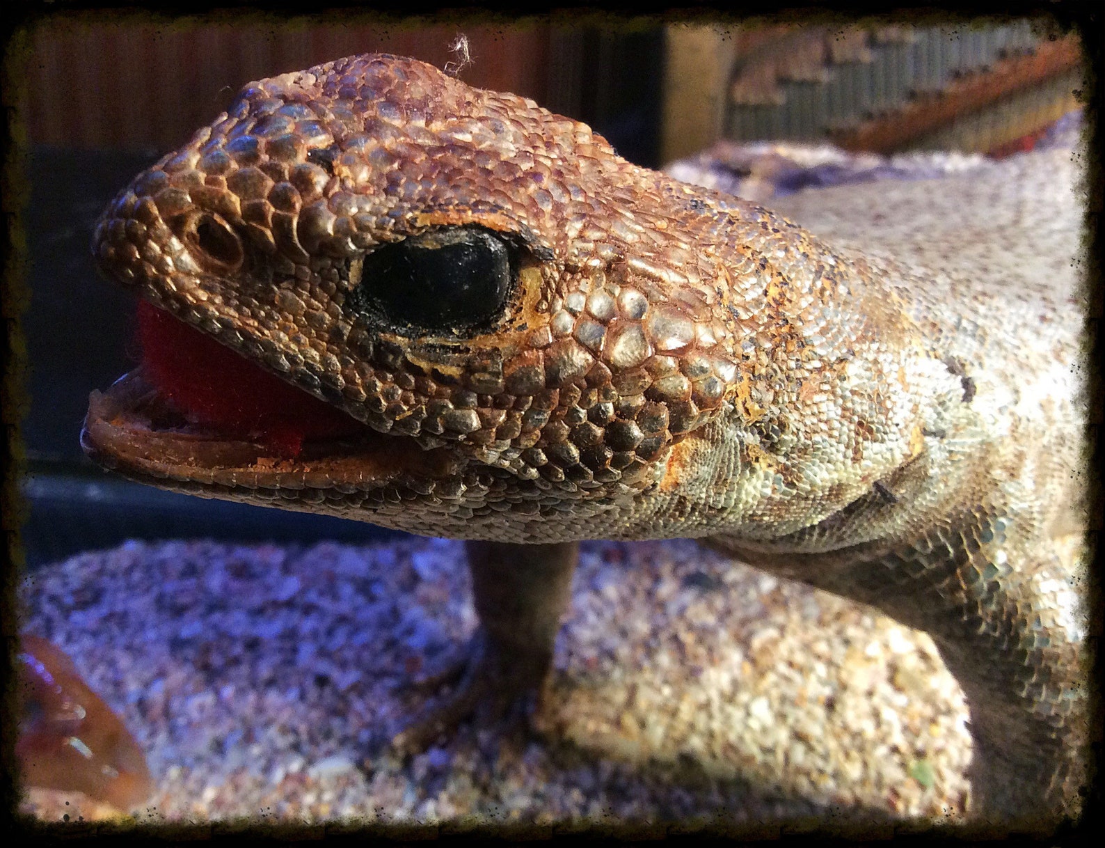 Uromastyx Spiny-tailed Lizard. Mounted Oddity. - Etsy