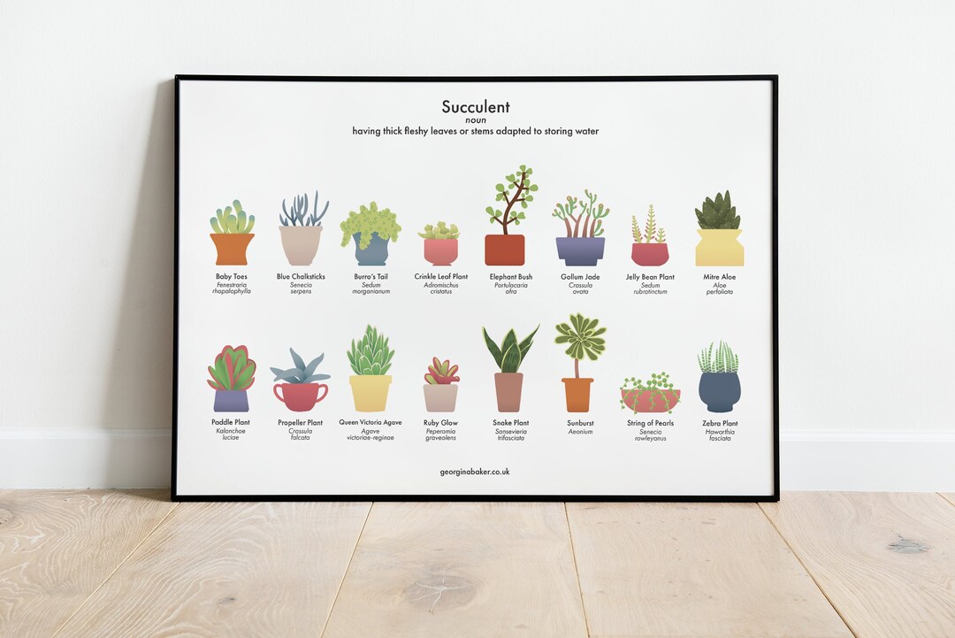 Succulents Houseplant Poster A4 / A3 - Houseplants Print, Plants Wall ...