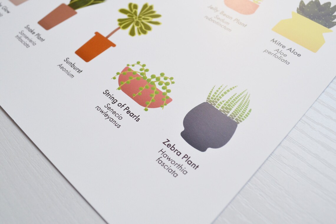 Succulents Houseplant Poster A4 / A3 Houseplants Print - Etsy UK