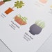 Succulents Houseplant Poster A4 / A3 Houseplants Print, Plants Wall Art ...