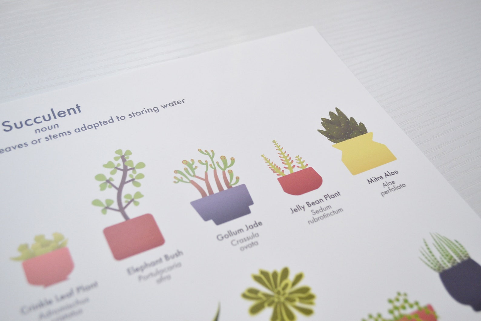 Succulents Houseplant Poster A4 / A3 Houseplants Print - Etsy UK