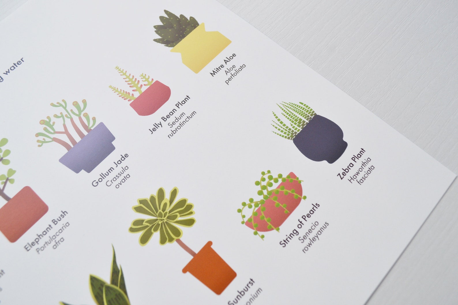 Succulents Houseplant Poster A4 / A3 Houseplants Print - Etsy UK