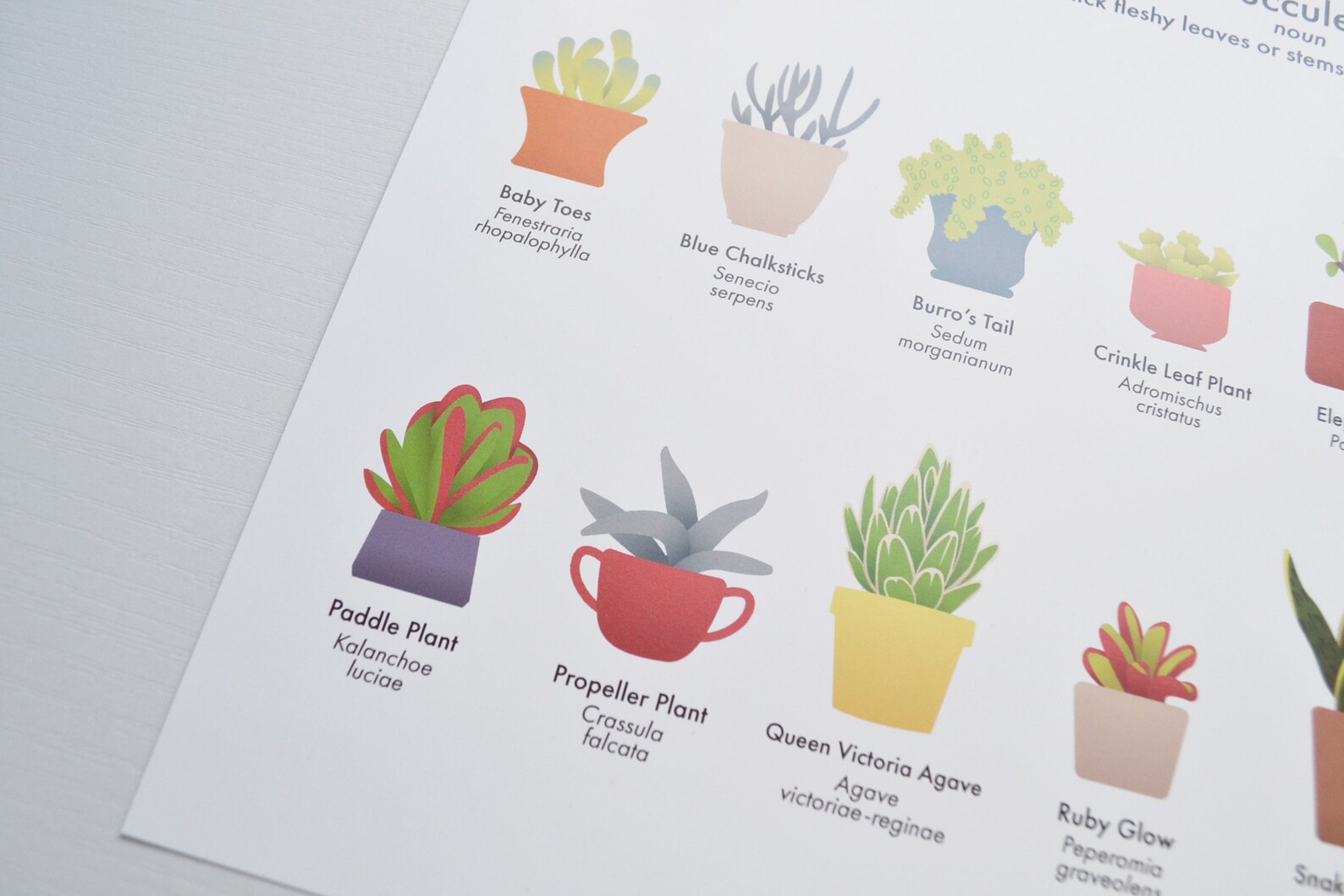 Succulents Houseplant Poster A4 / A3 Houseplants Print - Etsy UK