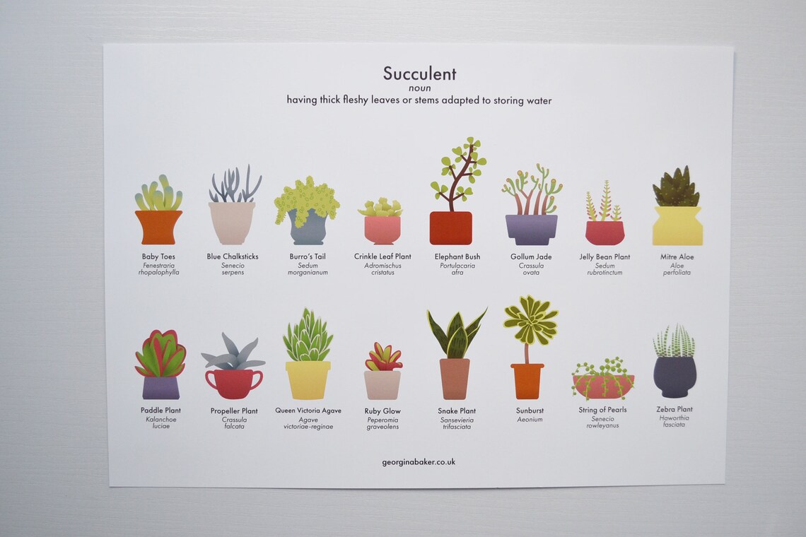 Succulents Houseplant Poster A4 / A3 Houseplants Print - Etsy UK