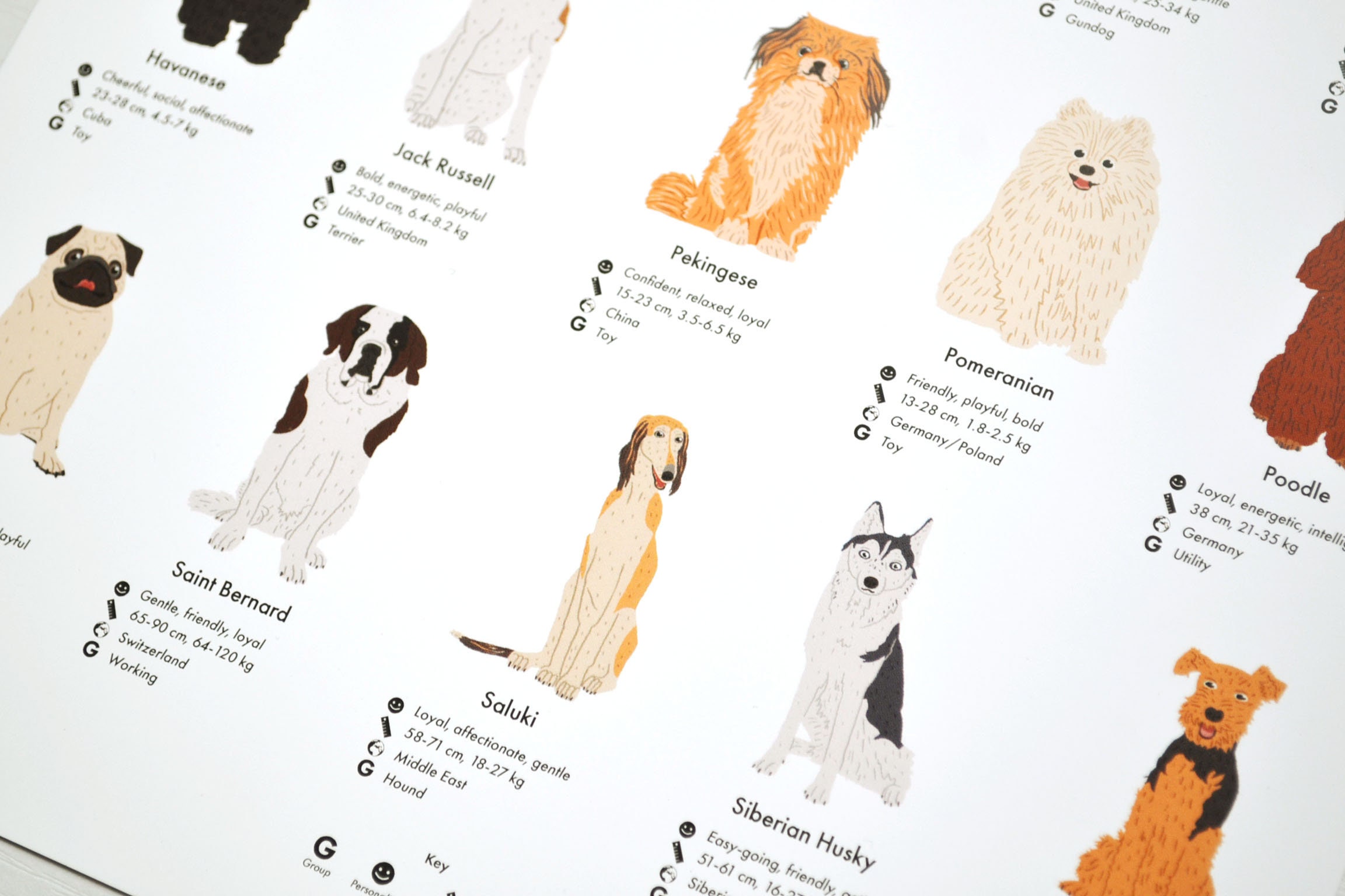 Dog Guide Poster A4/A3 Dog Print Gift Pets Animal Wall Art | Etsy