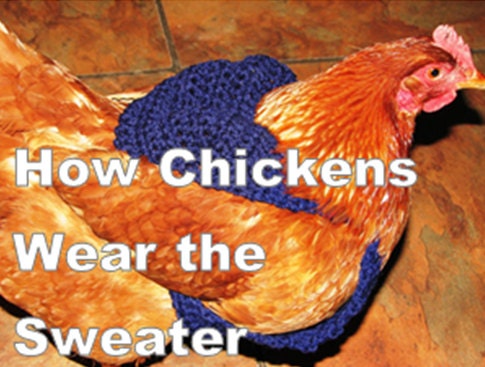 DIGITAL CROCHET PATTERN - Not a Finished Product - Chicken Sweater ...
