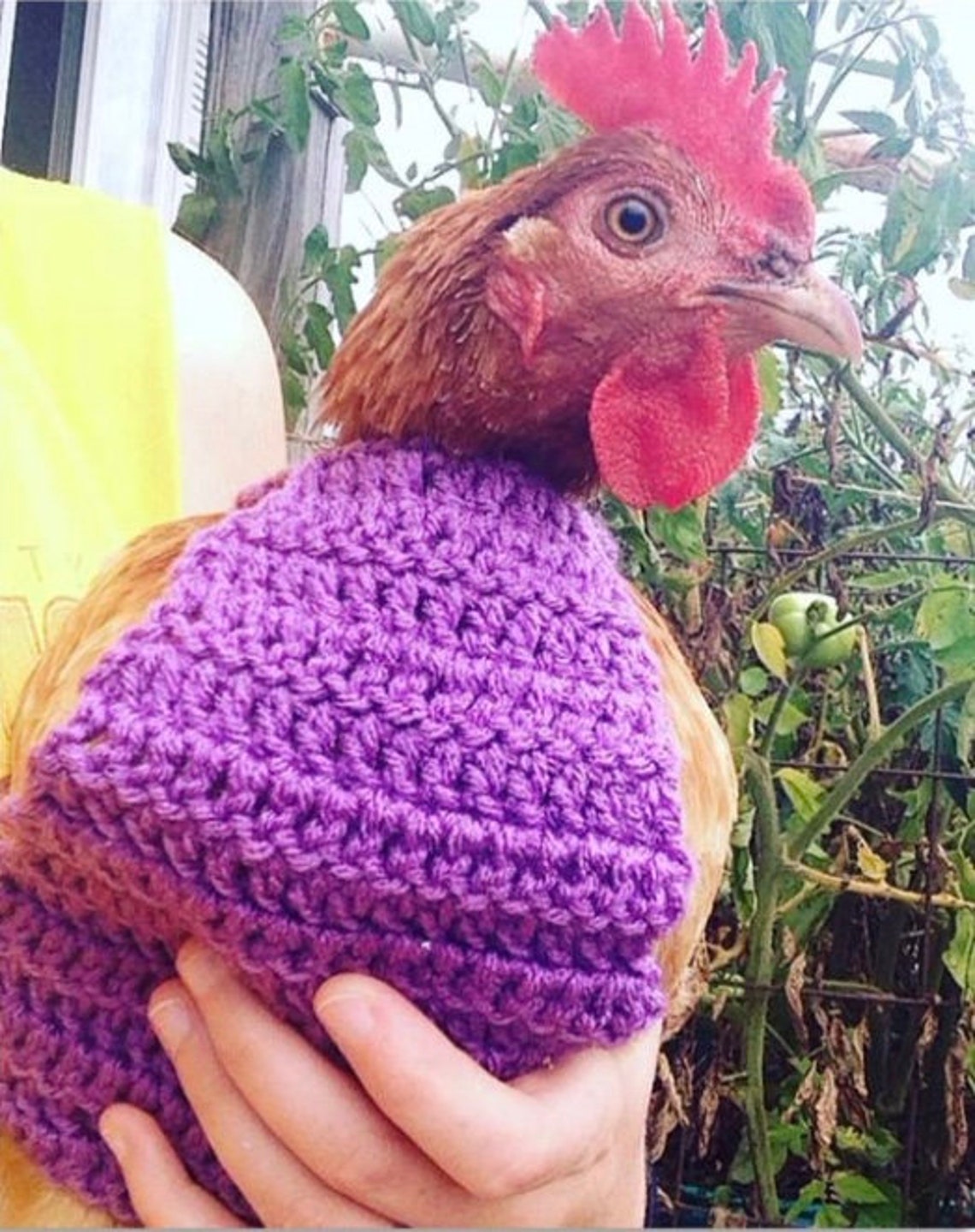 DIGITAL CROCHET PATTERN - Not a Finished Product - Chicken Sweater ...