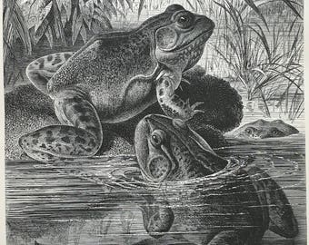 Antique frog art print Antique frogs illustration Frog