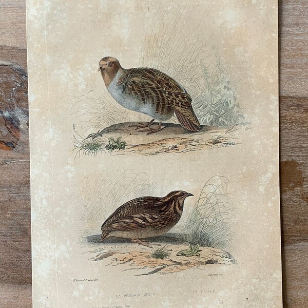 Partridge Art - Etsy