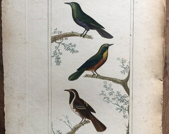 Antique Bird Print | Etsy