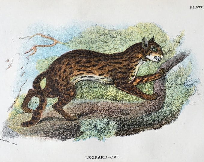 1896 Antique Original Animal Lithograph With Leopard Cat, Wild Nature ...