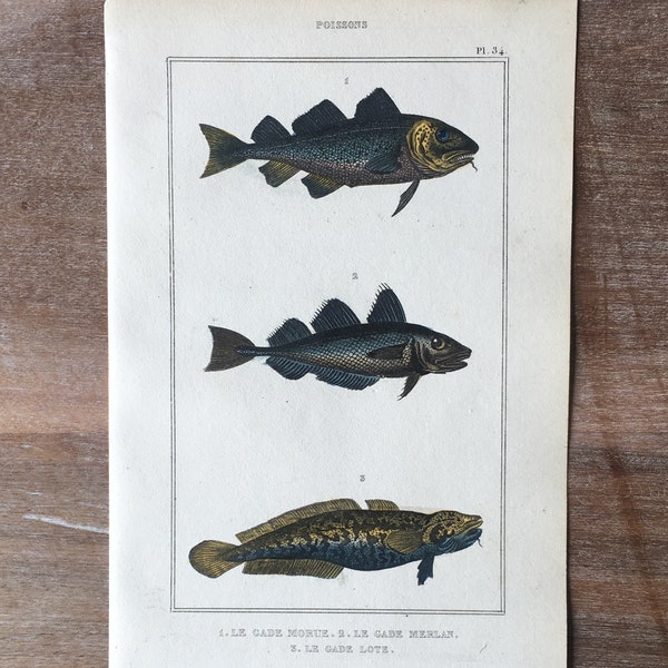 Fish Engraving - Etsy