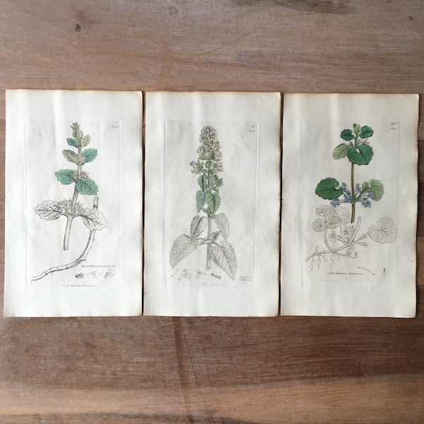 Botanical Engraving - Etsy