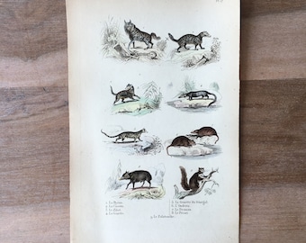 Muskrat Art Print - Etsy