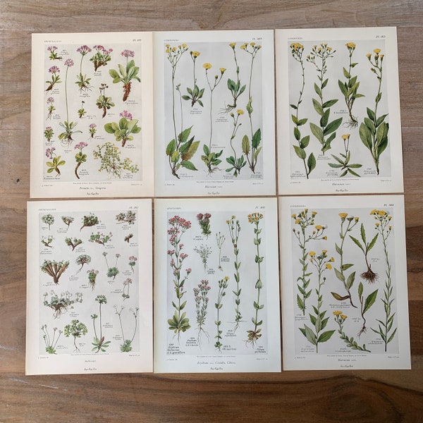 Vintage Botanical - Etsy