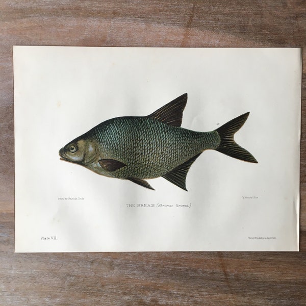 Antique Fish Print - Etsy