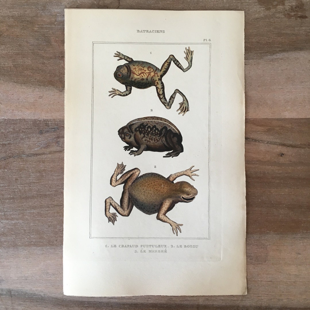 1835 Original Antique Frog Engraving With Common Frog, Busty Toad ...