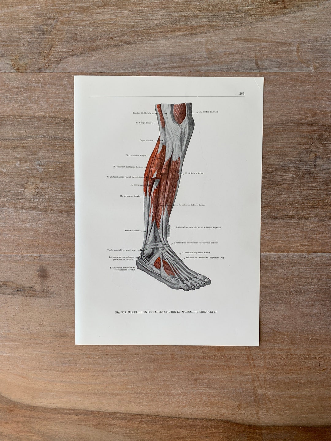 1962 Vintage Medical Print, Leg Muscles, Human Leg Structure, Myologia ...