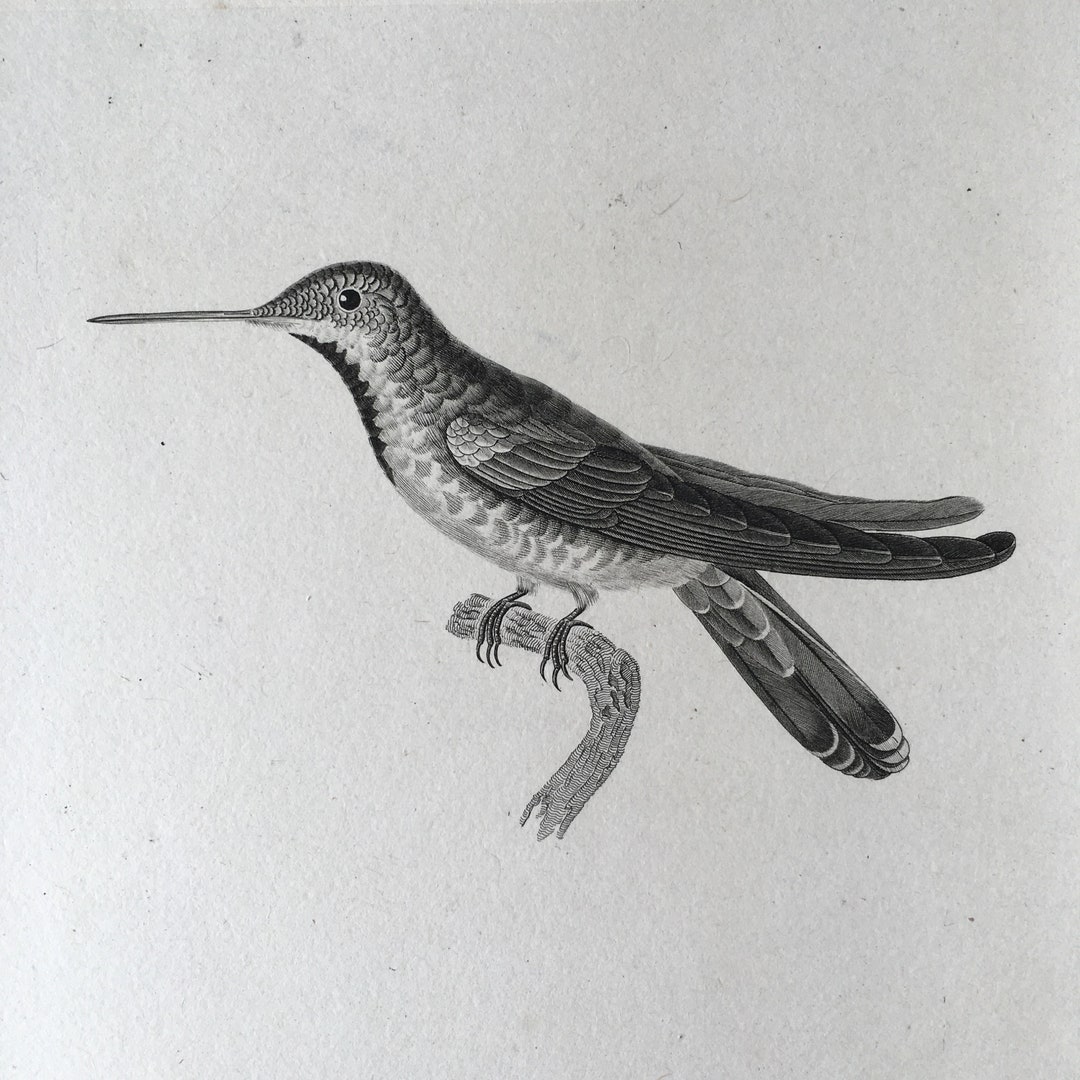 1835 Original Antique Engraving With Birds, Hummingbird Illustration ...