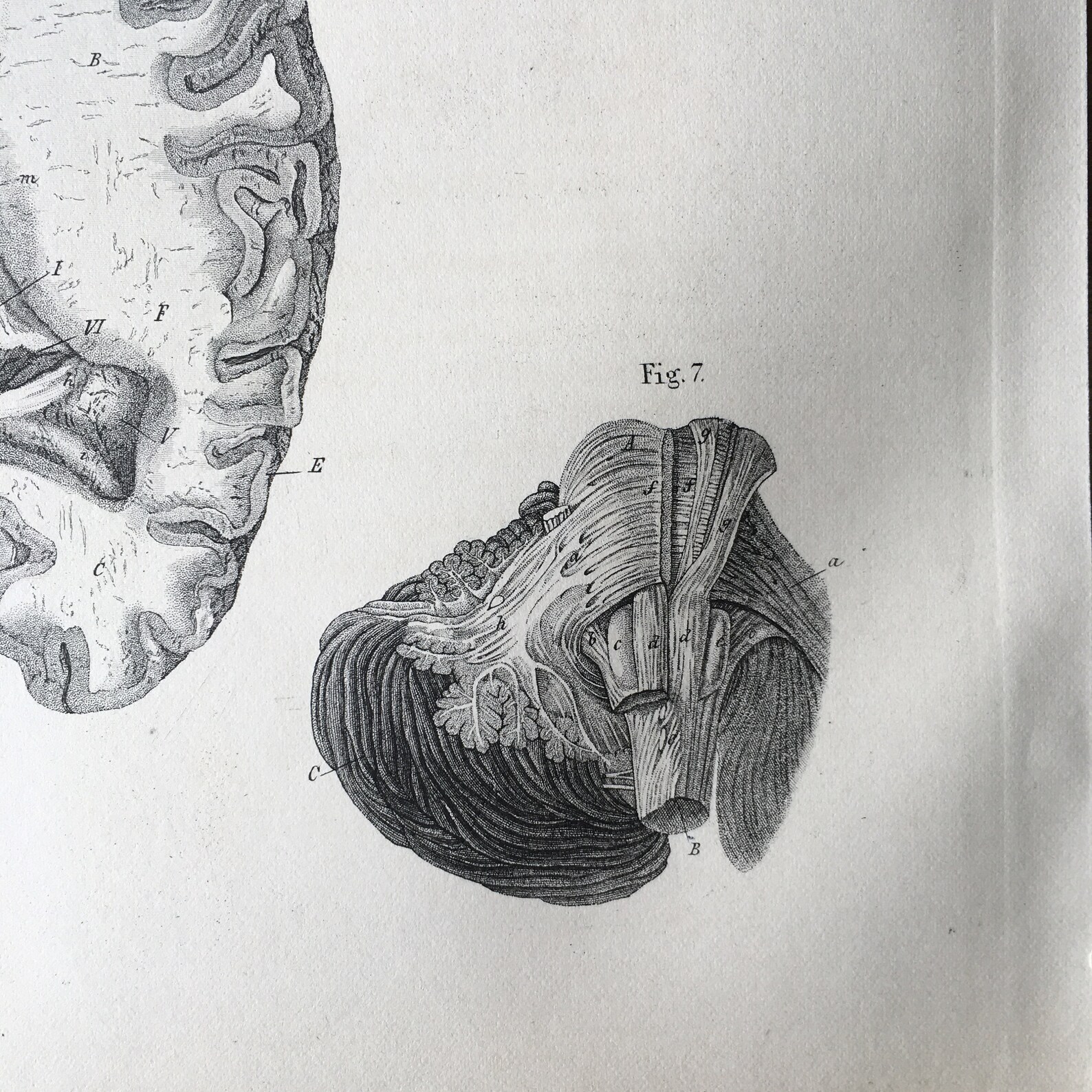 1871 Rare Medical Engraving Human Brain Structure Brain - Etsy