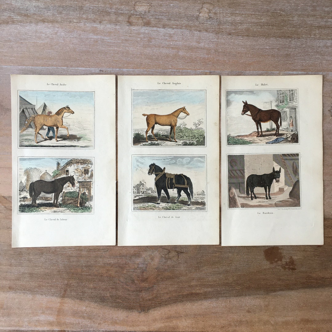 1840 Original Antique Animal Engraving Set of 3 With Arabic Horse ...