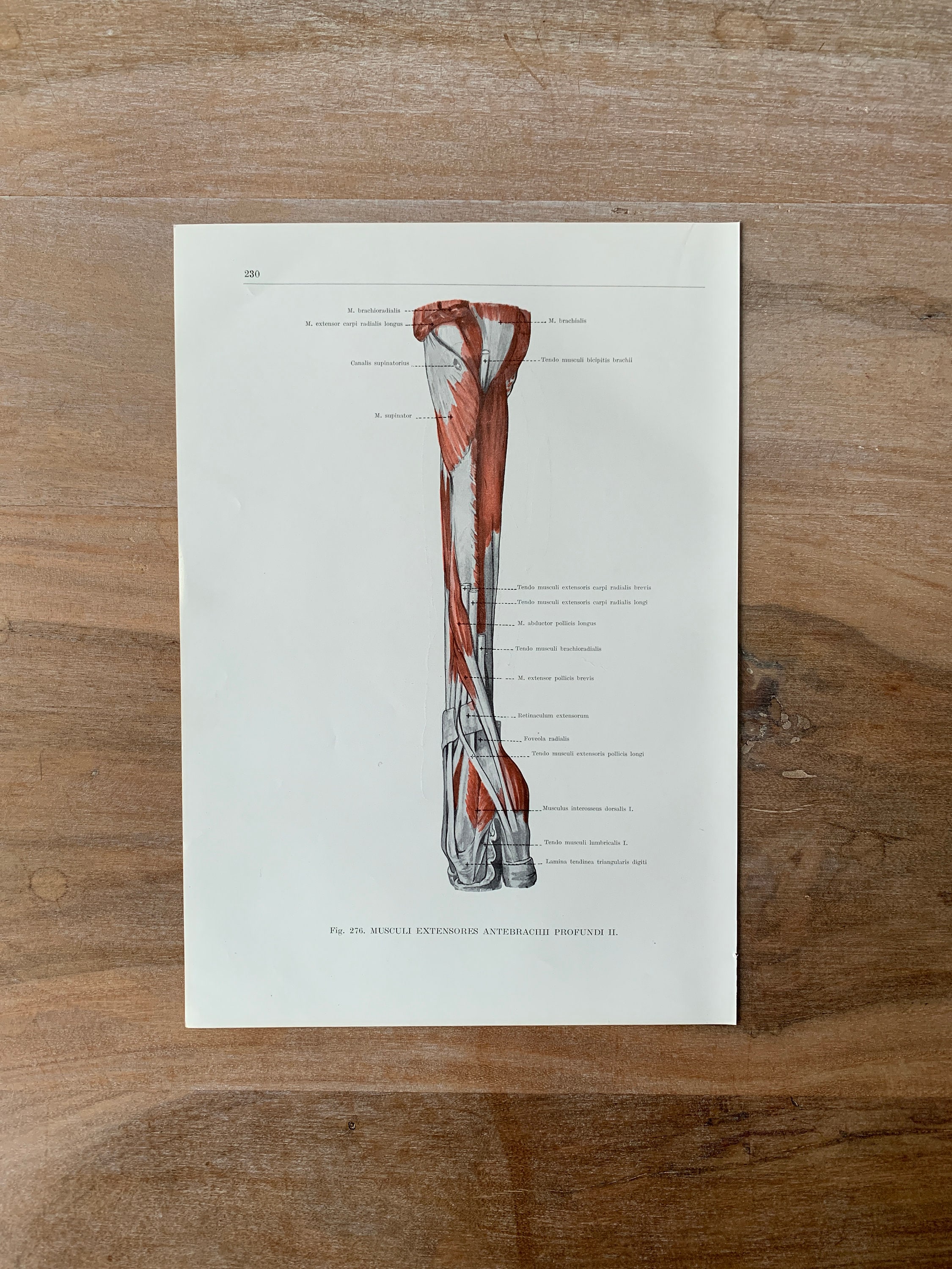 Triangularis Anatomy