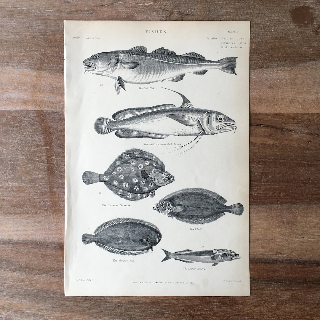 1865 Original Antique Fish Engraving, Cod Fish, Greater Forkbeard ...