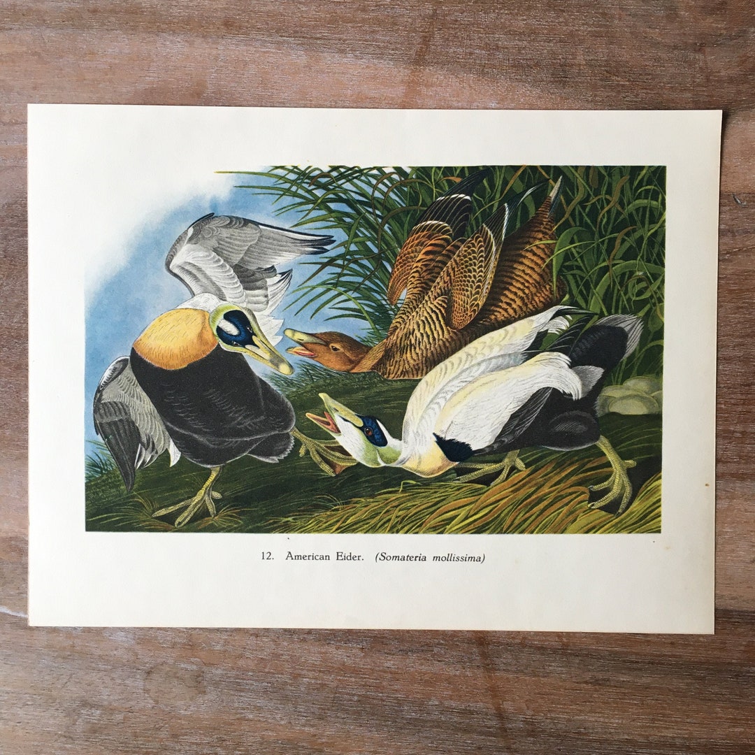 1949 Original Vintage Bird Lithograph With American Eider, Cuddy's Duck ...