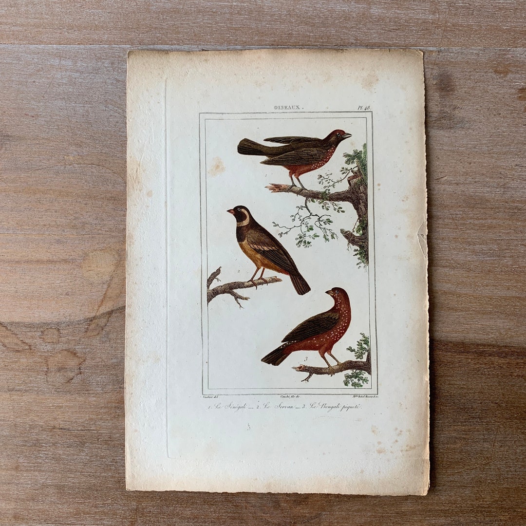 1825 Original Antique Bird Engraving With Brown Birds, Vintage Hand ...