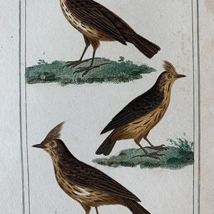 1825 Original Antique Bird Engraving With Greater Hoopoe Lark, Vintage ...