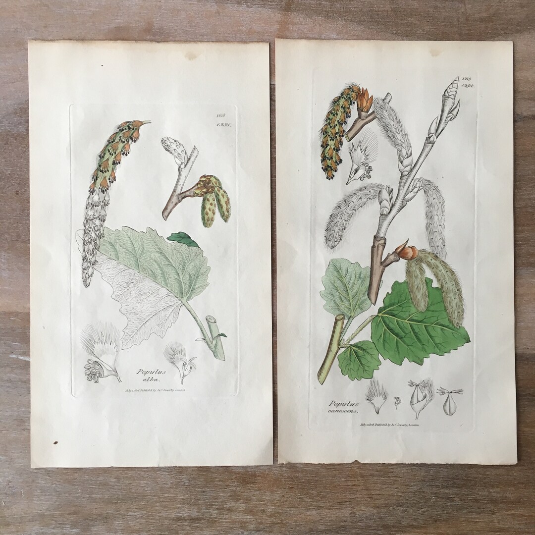1835 Antique Botanical Prints Set of 2, Minimalist Botanical Engraving ...